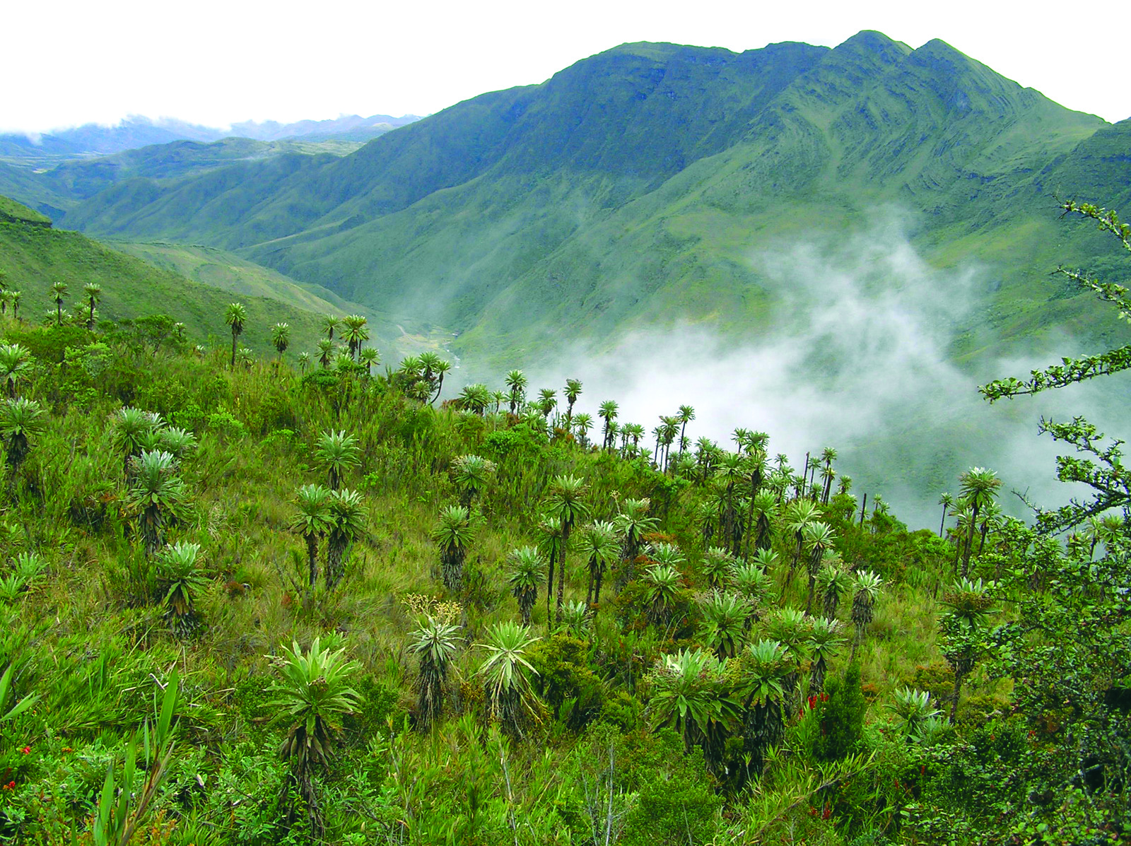 Assessing the Global Role of Ecosystem-Based Adaptation in Helping ...