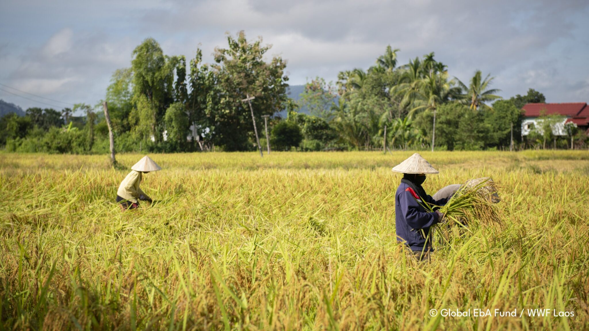 Homepage - Global EbA Fund